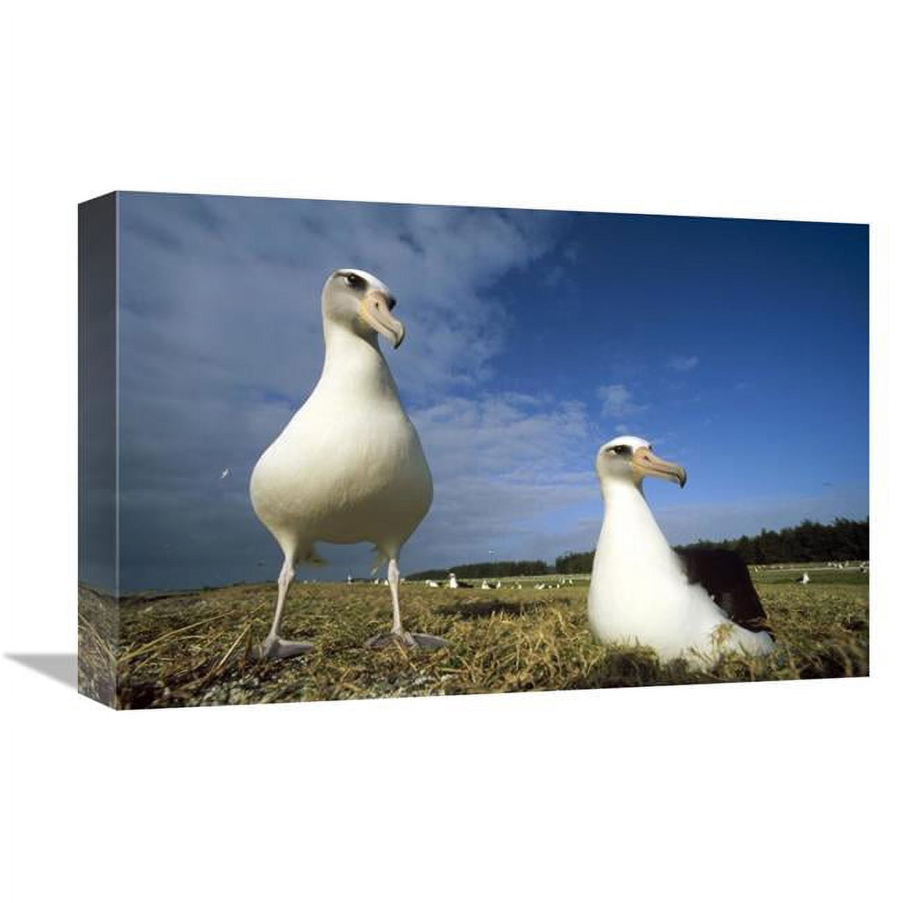 12 x 18 in. Laysan Albatross Pair At Colony Periphery, Midway Atoll ...