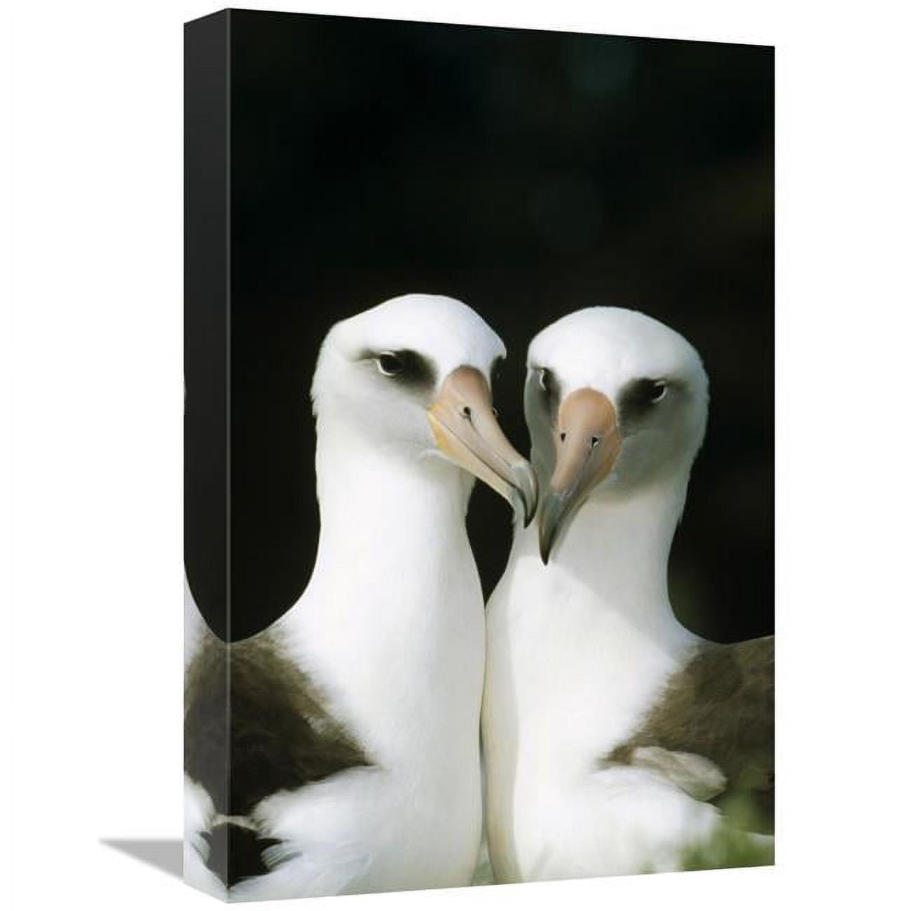 12 x 18 in. Laysan Albatross Pair Bonding, Midway Atoll, Hawaii Art ...
