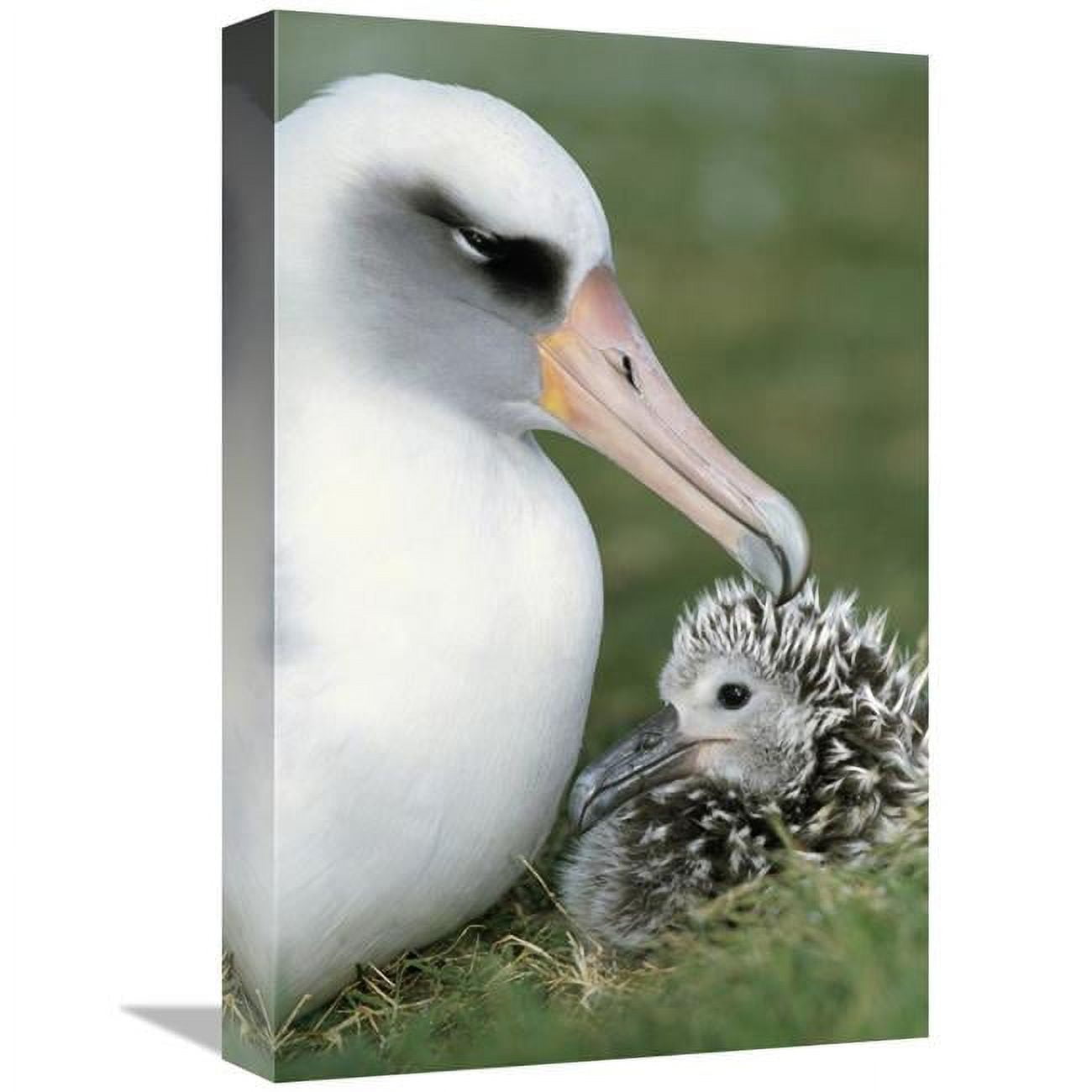 12 x 18 in. Laysan Albatross Parent Guarding Young Chick, Midway Atoll ...