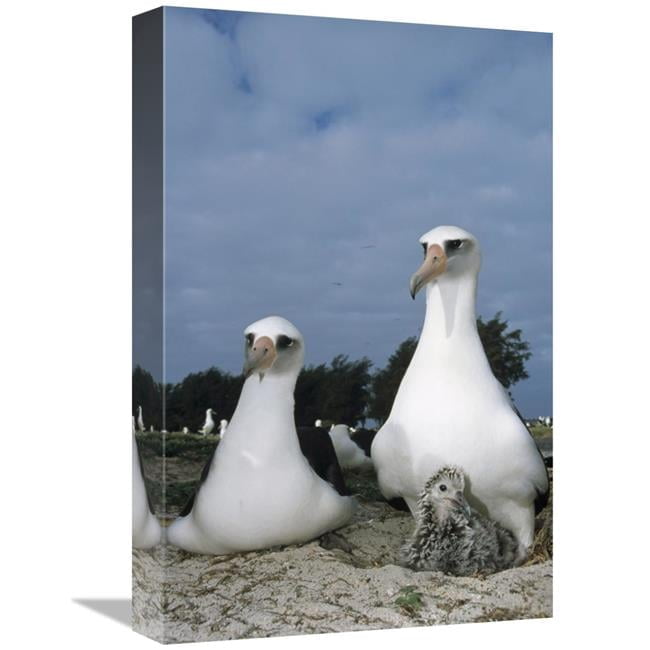 12 x 18 in. Laysan Albatross Parents Exchanging Chick Guarding Duties ...