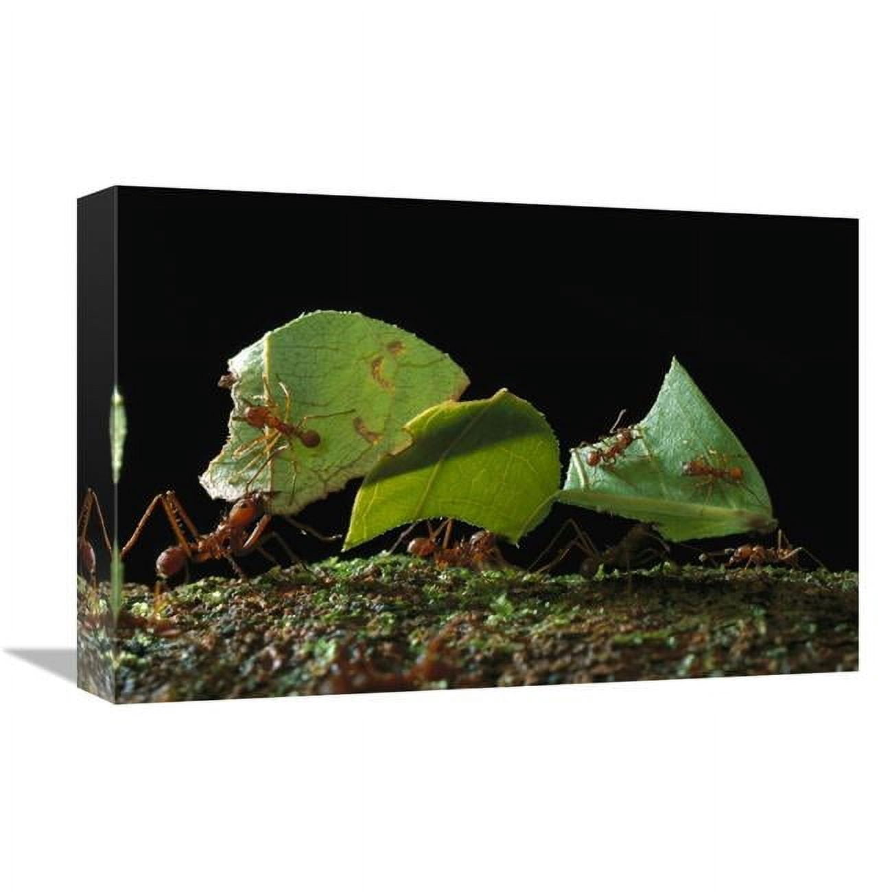12 x 18 in. Leafcutter Ant Ants Taking Leaves to Nest, French Guiana ...