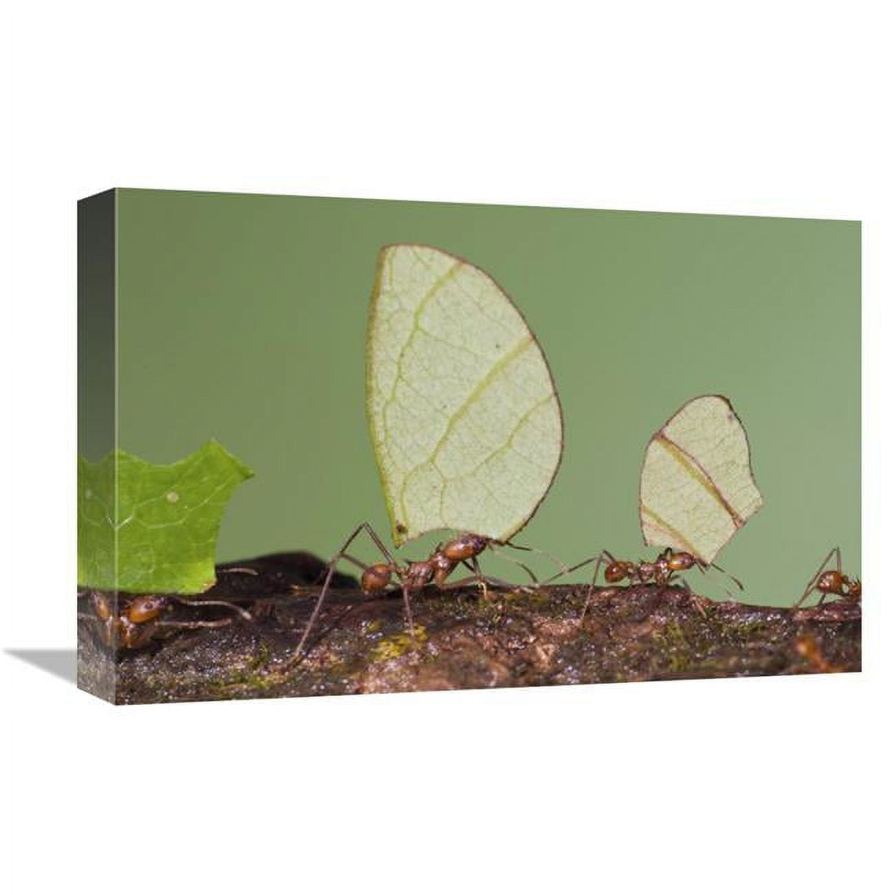 12 x 18 in. Leafcutter Ant Group Carrying Leaves, Costa Rica Art Print ...