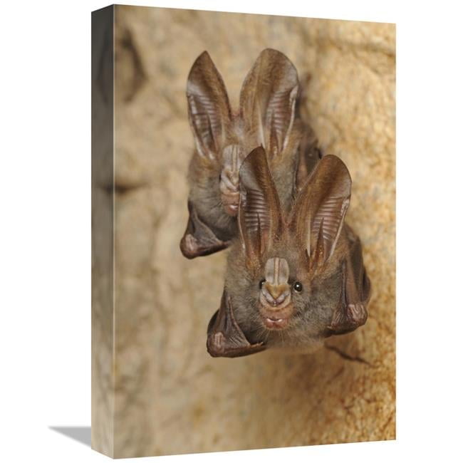12 x 18 in. Lesser False Vampire Bat Pair Roosting in Cave, Sekunyit ...