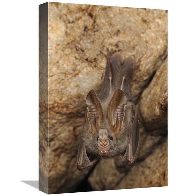 12 x 18 in. Lesser False Vampire Bat Roosting in Cave, Sekunyit, Bau ...