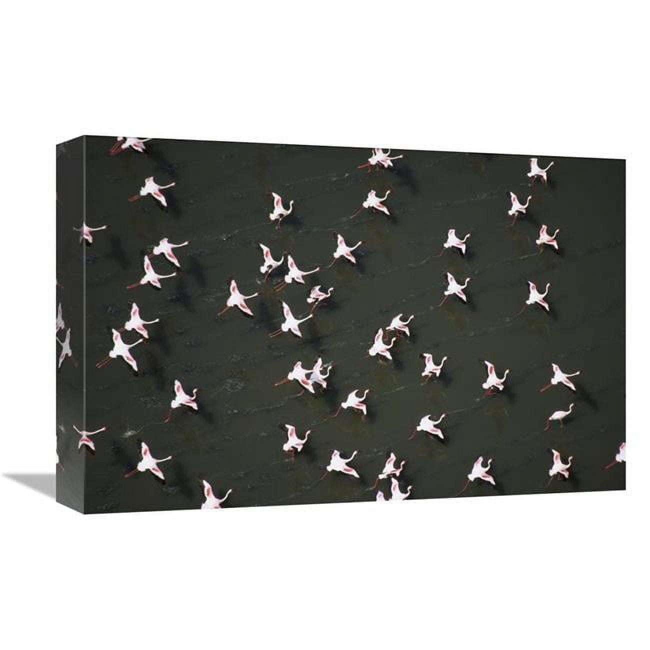 12 x 18 in. Lesser Flamingo Flock Taking Flight From the Surface of A ...