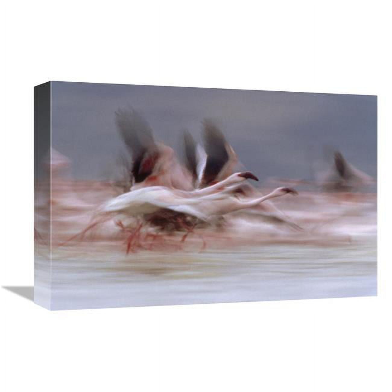 12 x 18 in. Lesser Flamingo Flock Taking Flight From the Surface of A ...