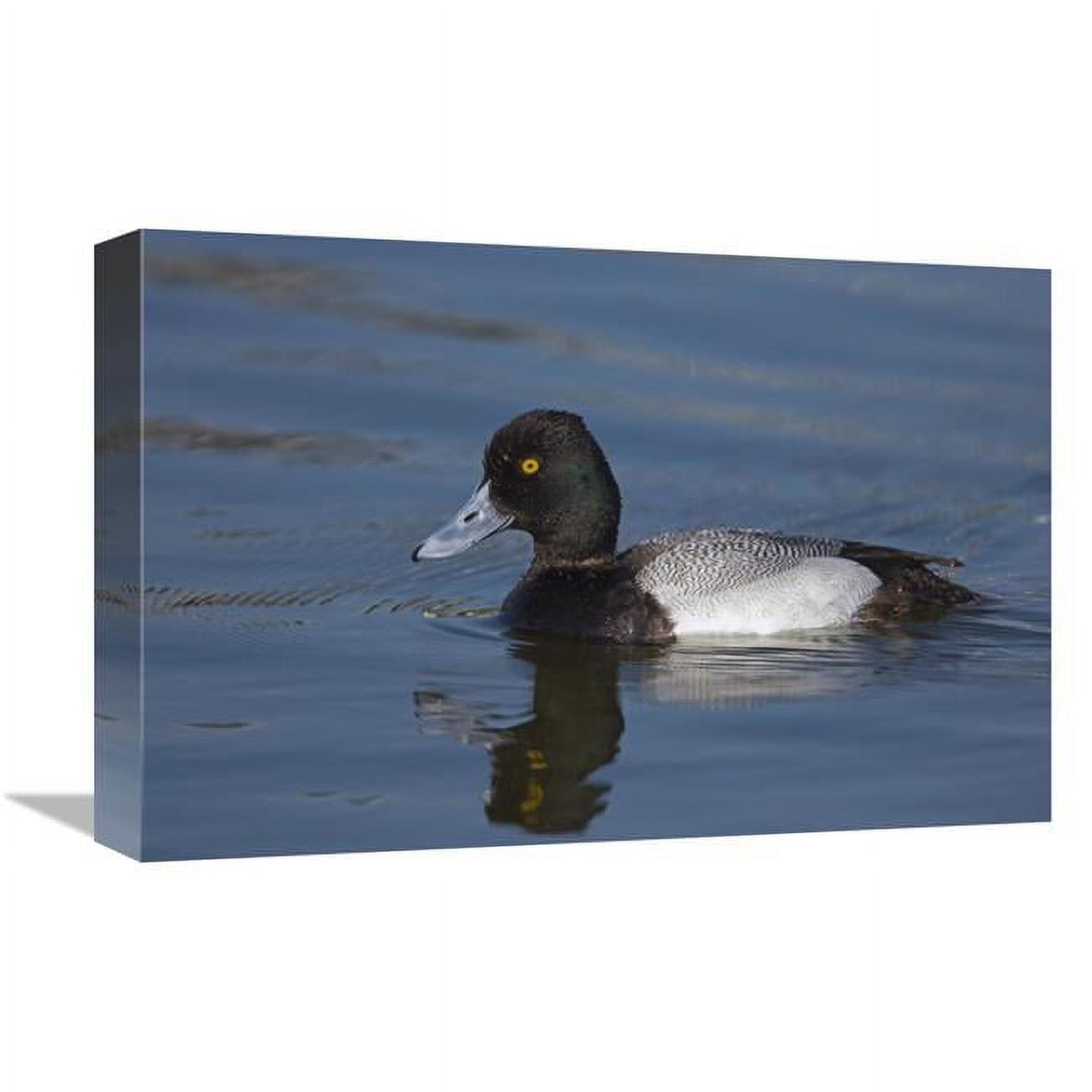 12 x 18 in. Lesser Scaup Male, North America Art Print - Tom Vezo ...