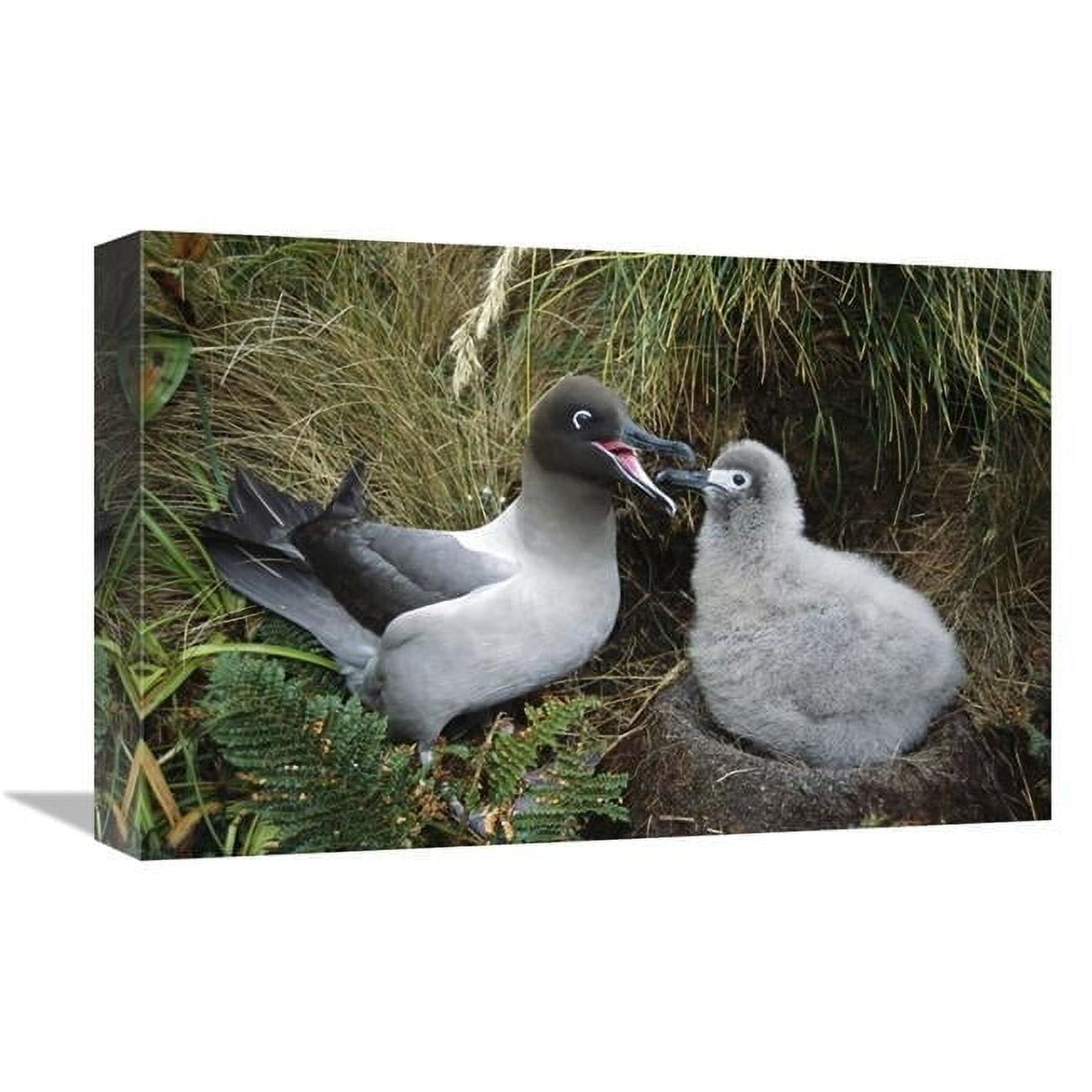 12 x 18 in. Light-Mantled Albatross Feeding Chick, Campbell Island, New ...