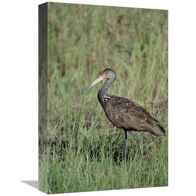 12 x 18 in. Limpkin in Marshland, Pantanal, Brazil Art Print - Tui De ...