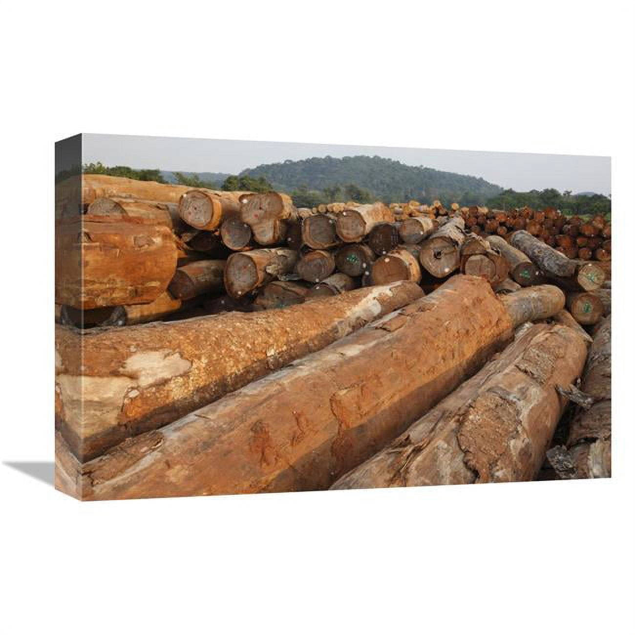 12 x 18 in. Logged Timber From the Tropical Rainforest, Cameroon Art ...