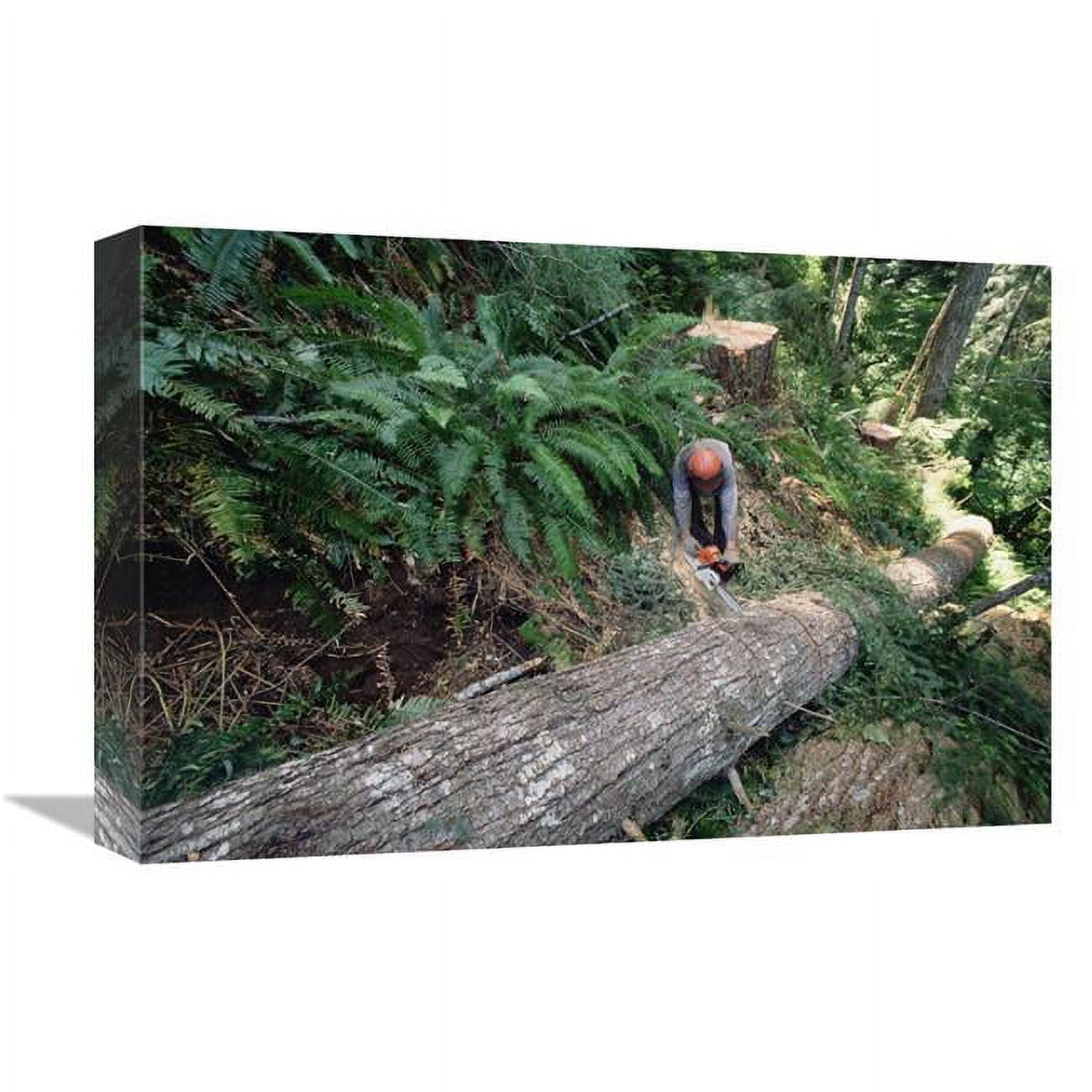 12 x 18 in. Loggers Clear Cutting Temperate Rainforest, Pacific Coast ...