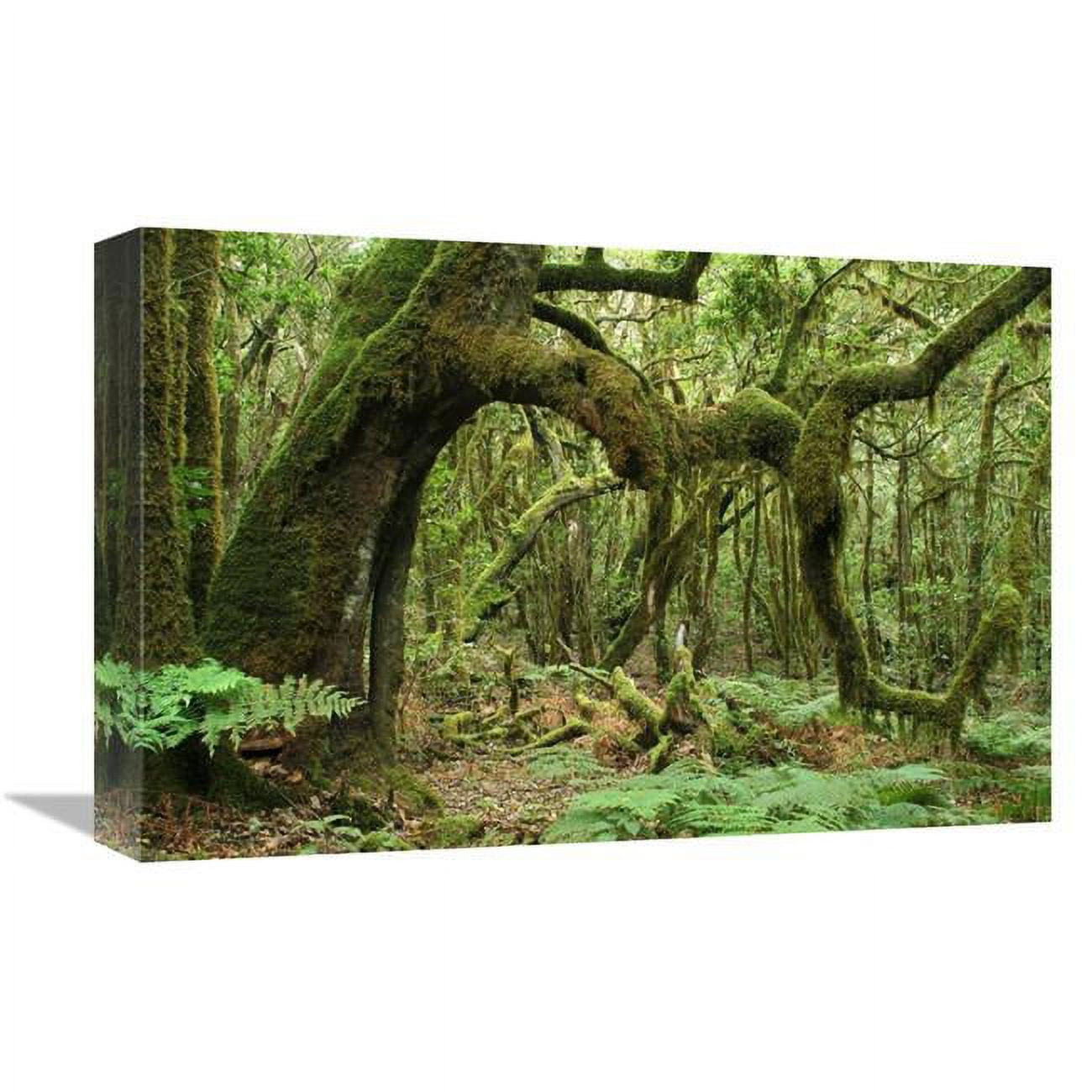 12 x 18 in. Macaronesian Laurel Relict Forest in Garajonay National ...
