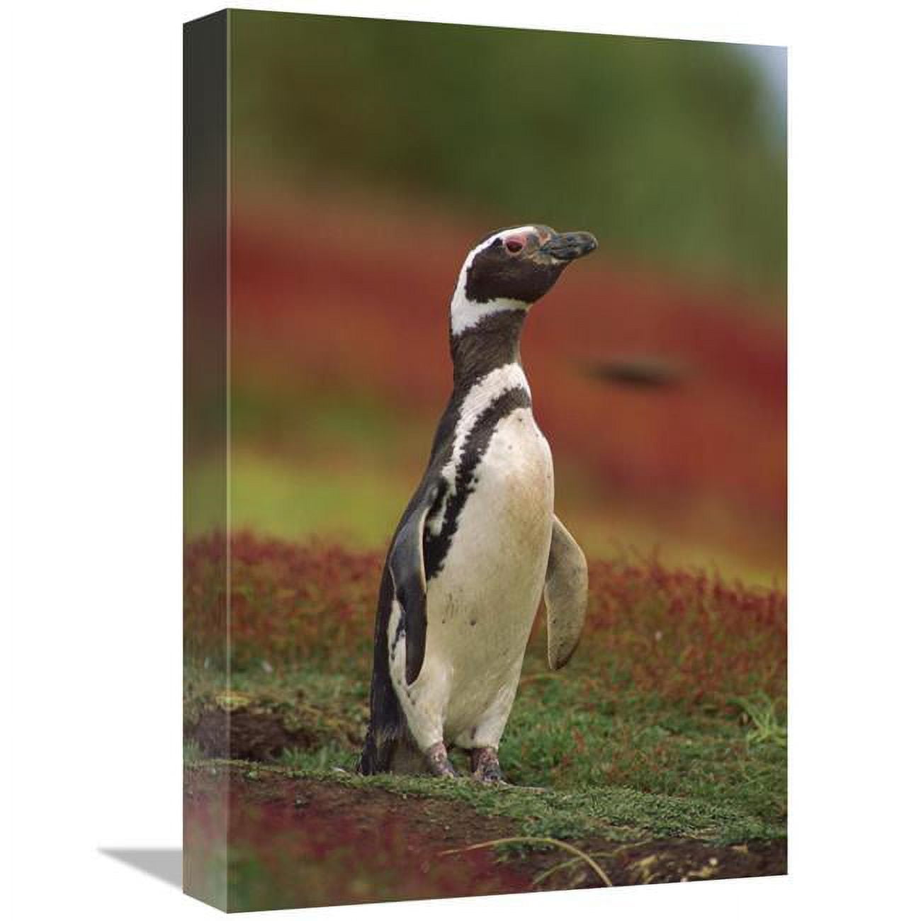 12 x 18 in. Magellanic Penguin Portrait, West Falkland Island, Falkland ...