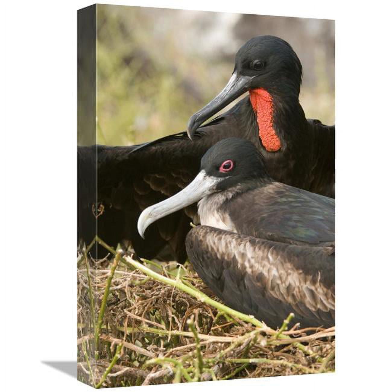 12 x 18 in. Magnificent Frigatebird Pair, Galapagos Islands, Ecuador ...