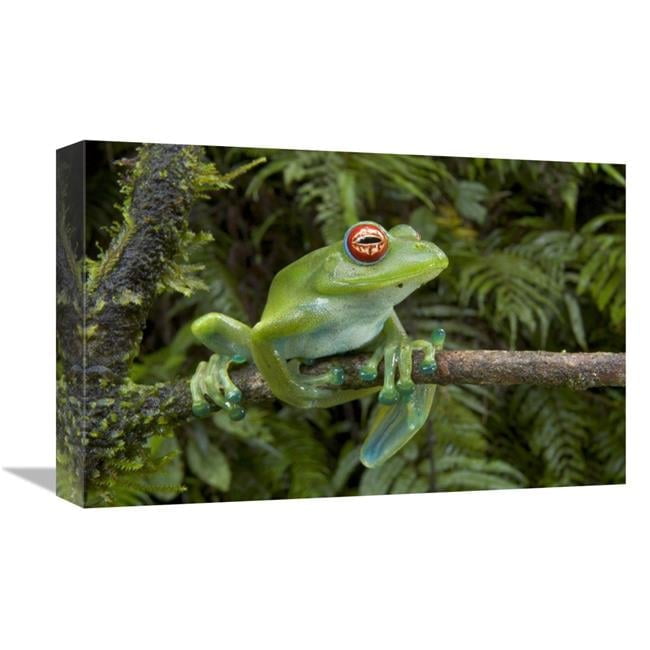 12 x 18 in. Malagasy Web-Footed Frog Clinging to Limb, Madagascar Art ...