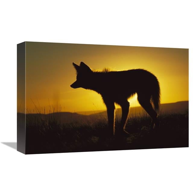 12 x 18 in. Maned Wolf Hunting At Dusk, Serra De Canastra National Park ...