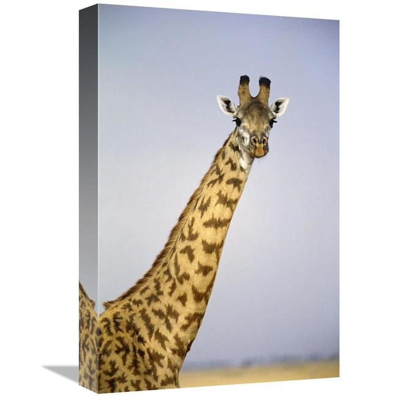 12 x 18 in. Masai Giraffe Portrait, Masai Mara National Reserve, Kenya ...
