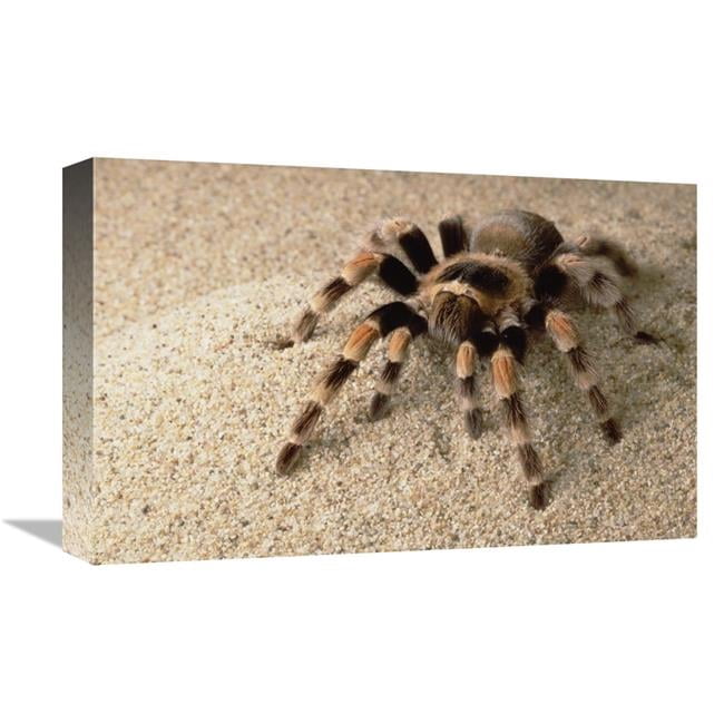 12 x 18 in. Mexican Red-Knee Tarantula Portrait, Mexico Art Print ...