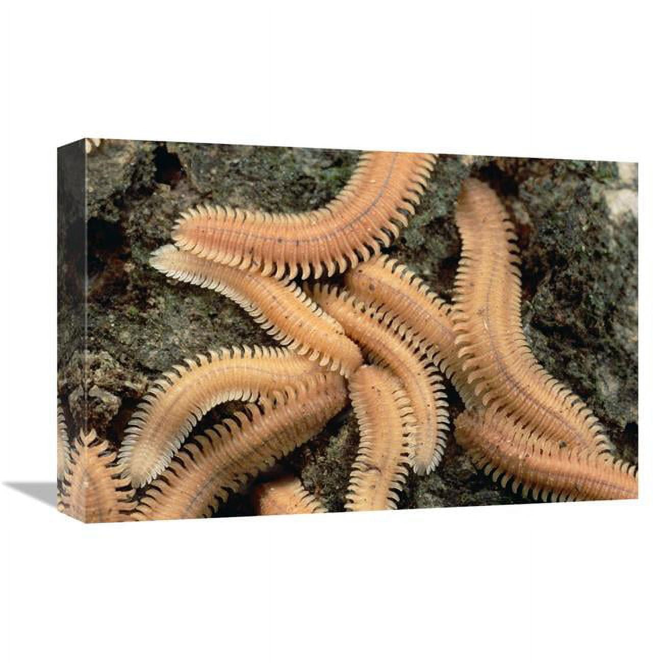 12 x 18 in. Millipede Brood, Near Kuching, Sarawak, Borneo Art Print ...