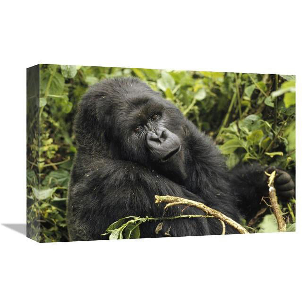 12 x 18 in. Mountain Gorilla Looking At Camera, VIrunga Mountains, DRC ...