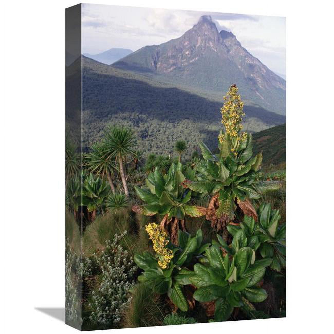 12 x 18 in. Mt Mikeno From the South Slope of Mt VIsoke, Parc National ...