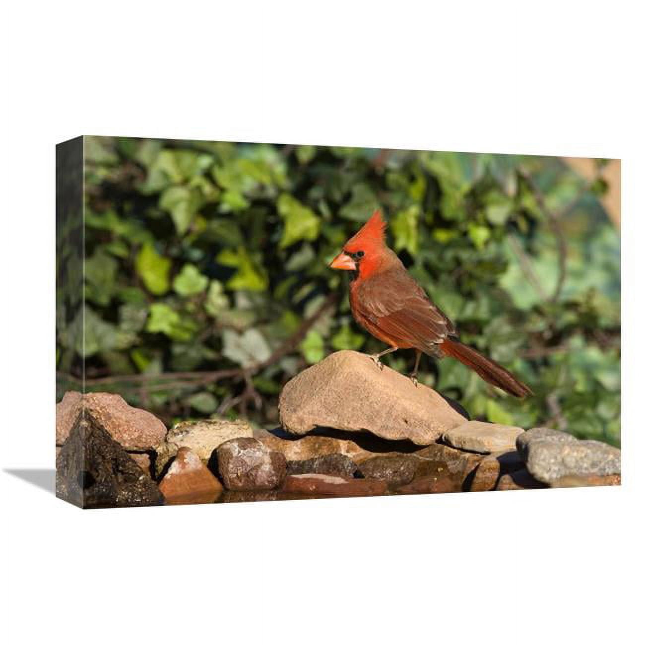 12 x 18 in. Northern Cardinal Male, Santa Rita Mountains, Arizona Art ...