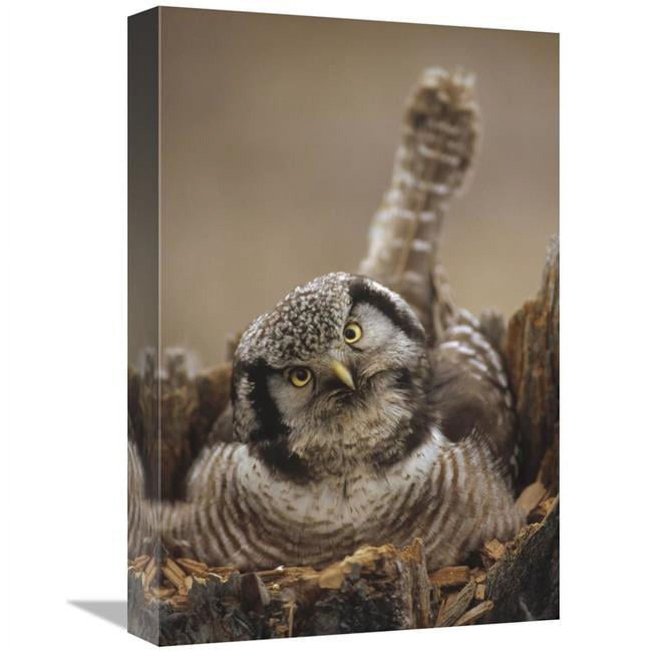 12 x 18 in. Northern Hawk Owl Incubating Eggs on Nest Built in Top of ...