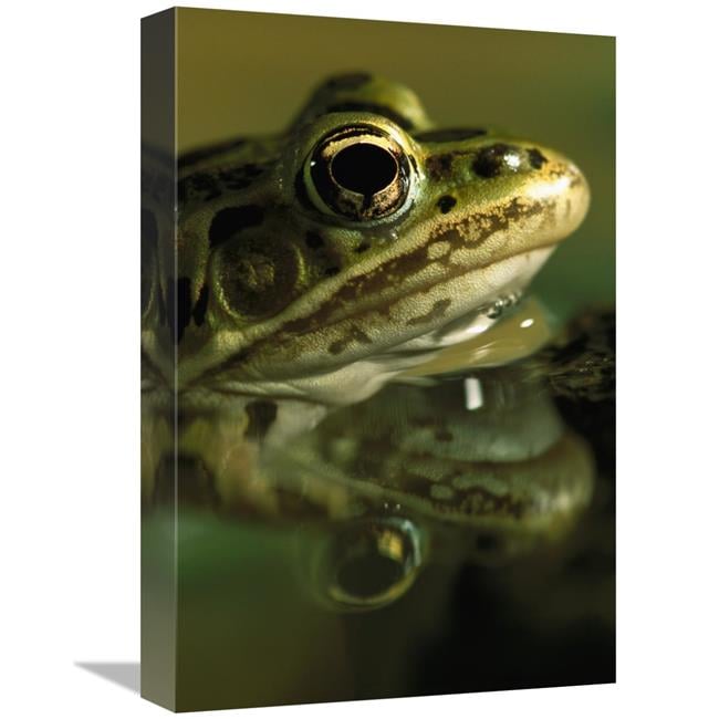 12 x 18 in. Northern Leopard Frog, Native to North America Art Print ...
