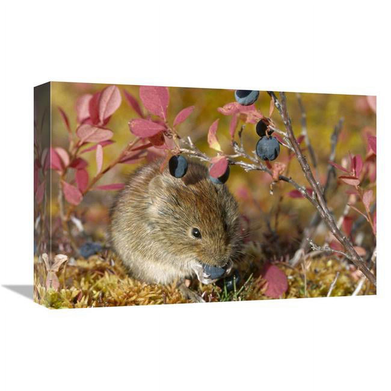 12 x 18 in. Northern Red-Backed Vole Feeding on Berries in the Fall ...