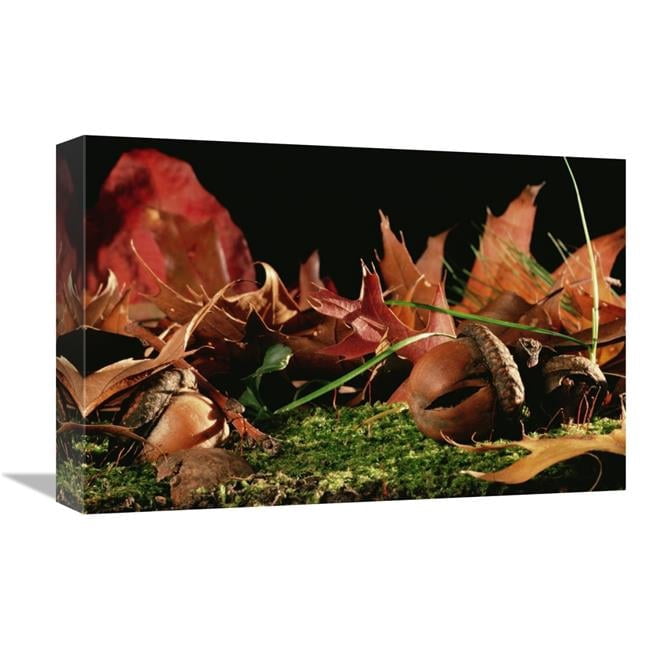 12 x 18 in. Northern Red Oak Tree with Acorns, Massachusetts Art Print ...