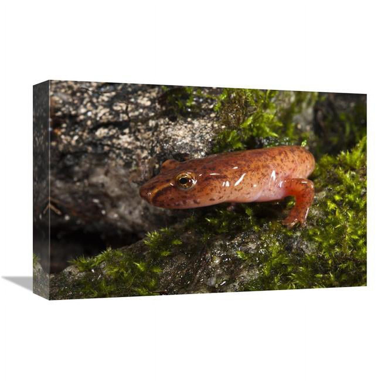 12 x 18 in. Northern Spring Salamander, Native to the Southeastern ...