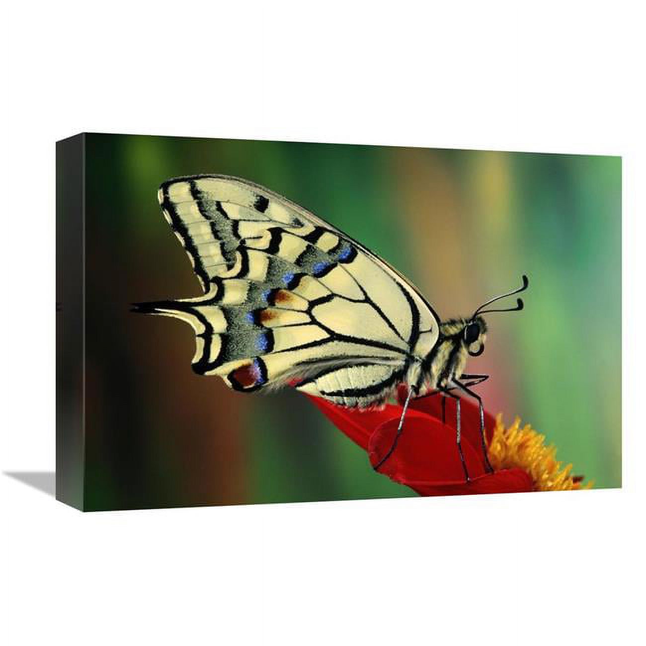12 x 18 in. Oldworld Swallowtail Side VIew, Europe Art Print - Jef Meul ...