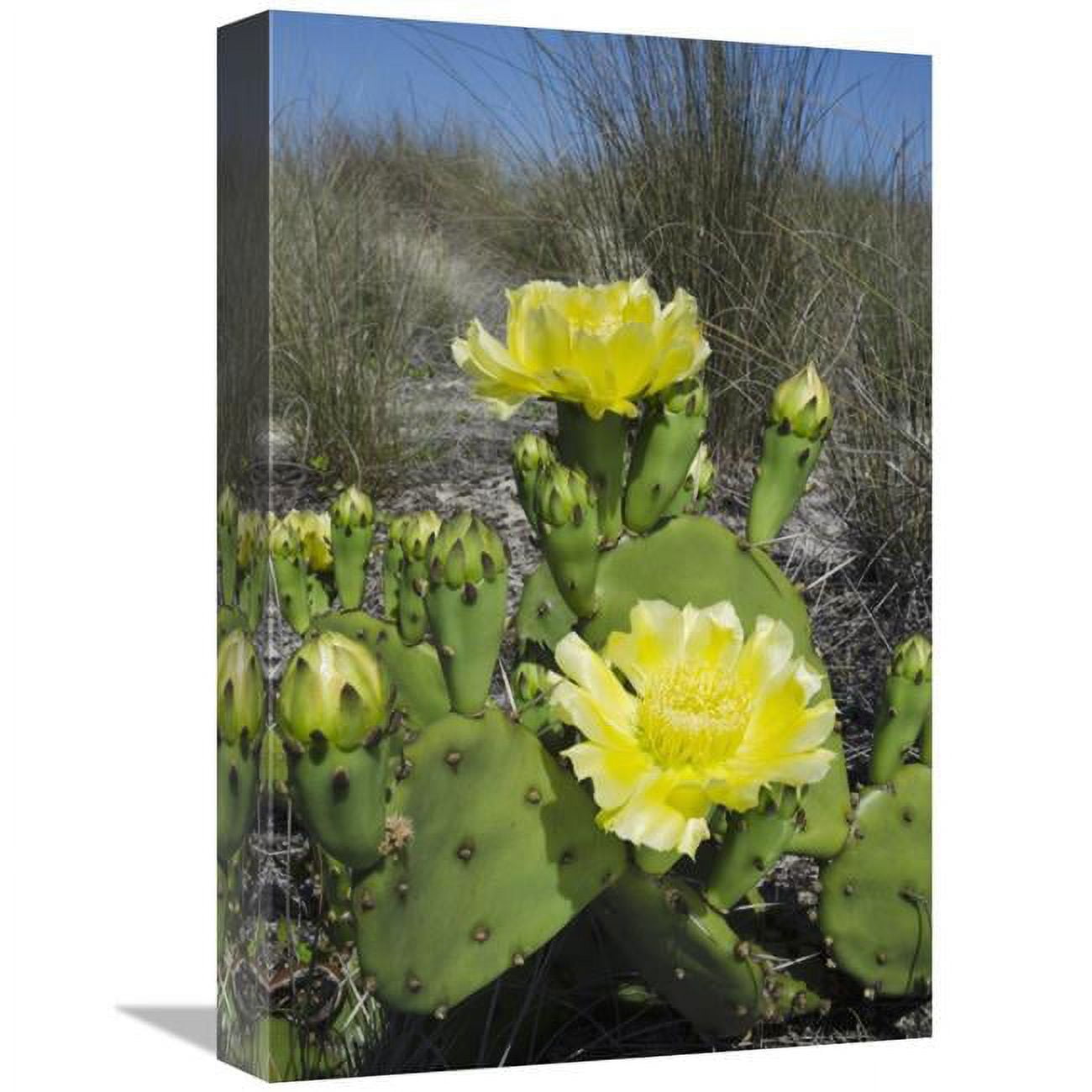 12 x 18 in. Opuntia Cactus Flowering, Little St. Simons Island, Georgia ...