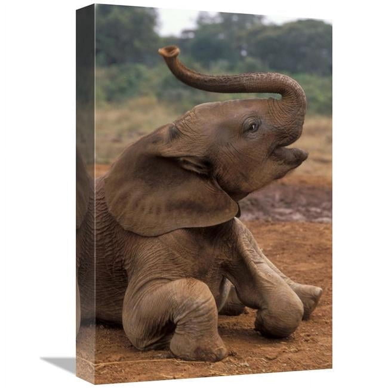 12 x 18 in. Orphan Baby Mwega Playing At Mud Bath, Tsavo East NP, Kenya ...