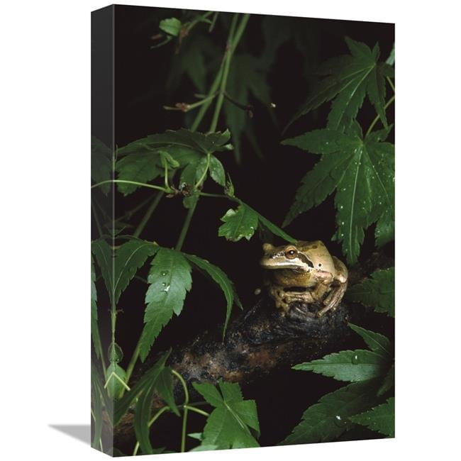 12 x 18 in. Pacific Tree Frog, Pacific Coast, North America Art Print ...