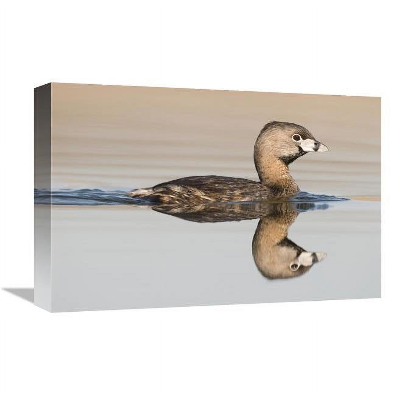 12 x 18 in. Pied-Billed Grebe Swimming, Island Lake Recreation Area ...
