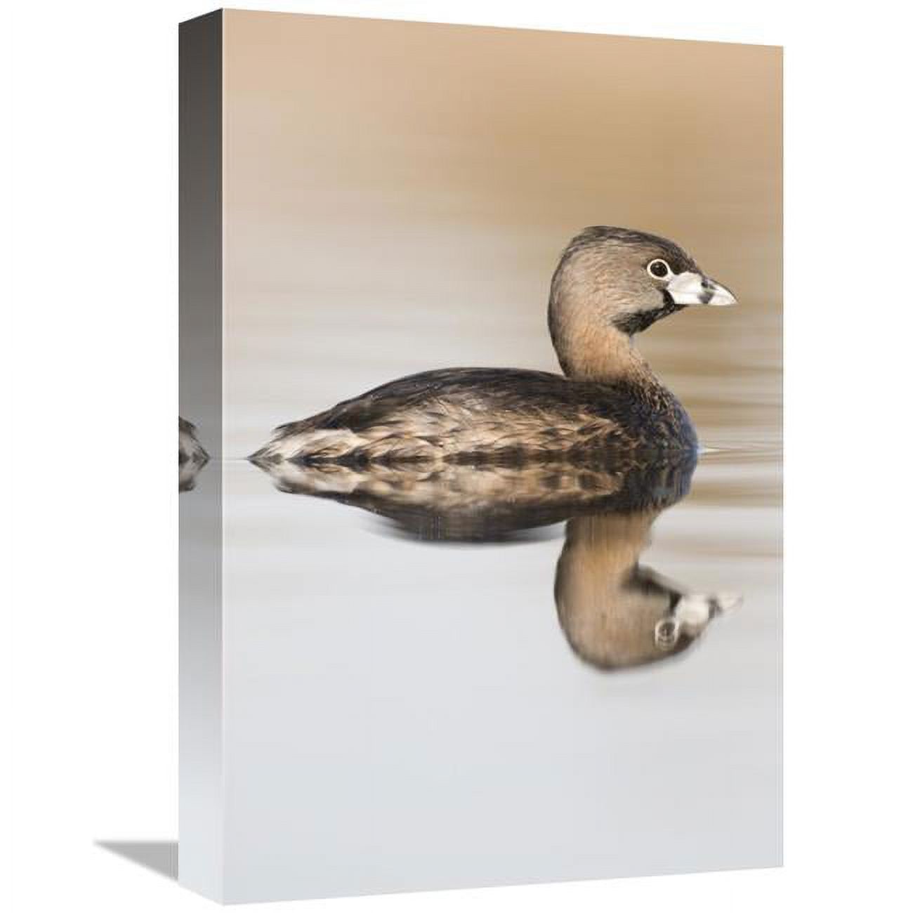 12 x 18 in. Pied-Billed Grebe in Breeding Plumage, Island Lake ...
