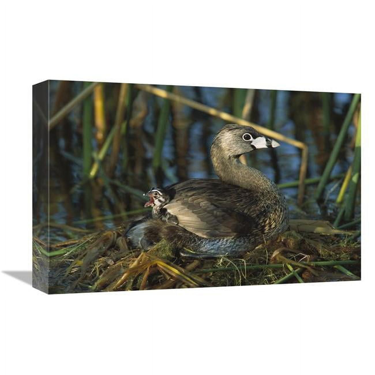 12 x 18 in. Pied-Billed Grebe with A Chick on Its Back, Rio Grande ...