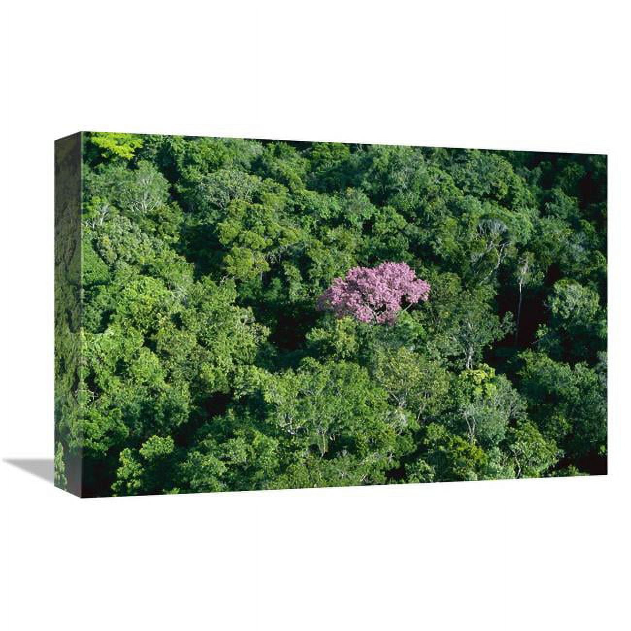 12 x 18 in. Pink Flowering Tree in Rainforest Canopy, Canaima National ...