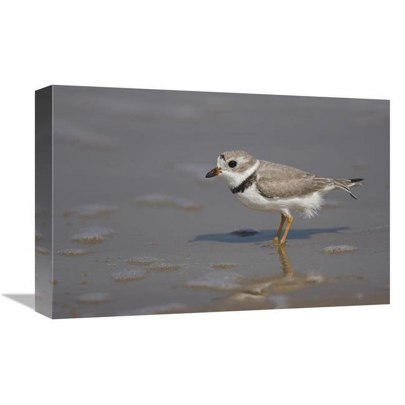 12 x 18 in. Piping Plover Wading in Shallow Water, Rio Grande Valley ...