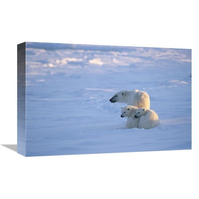 12 x 18 in. Polar Bear with Two Cubs, Churchill, Manitoba, Canada Art ...