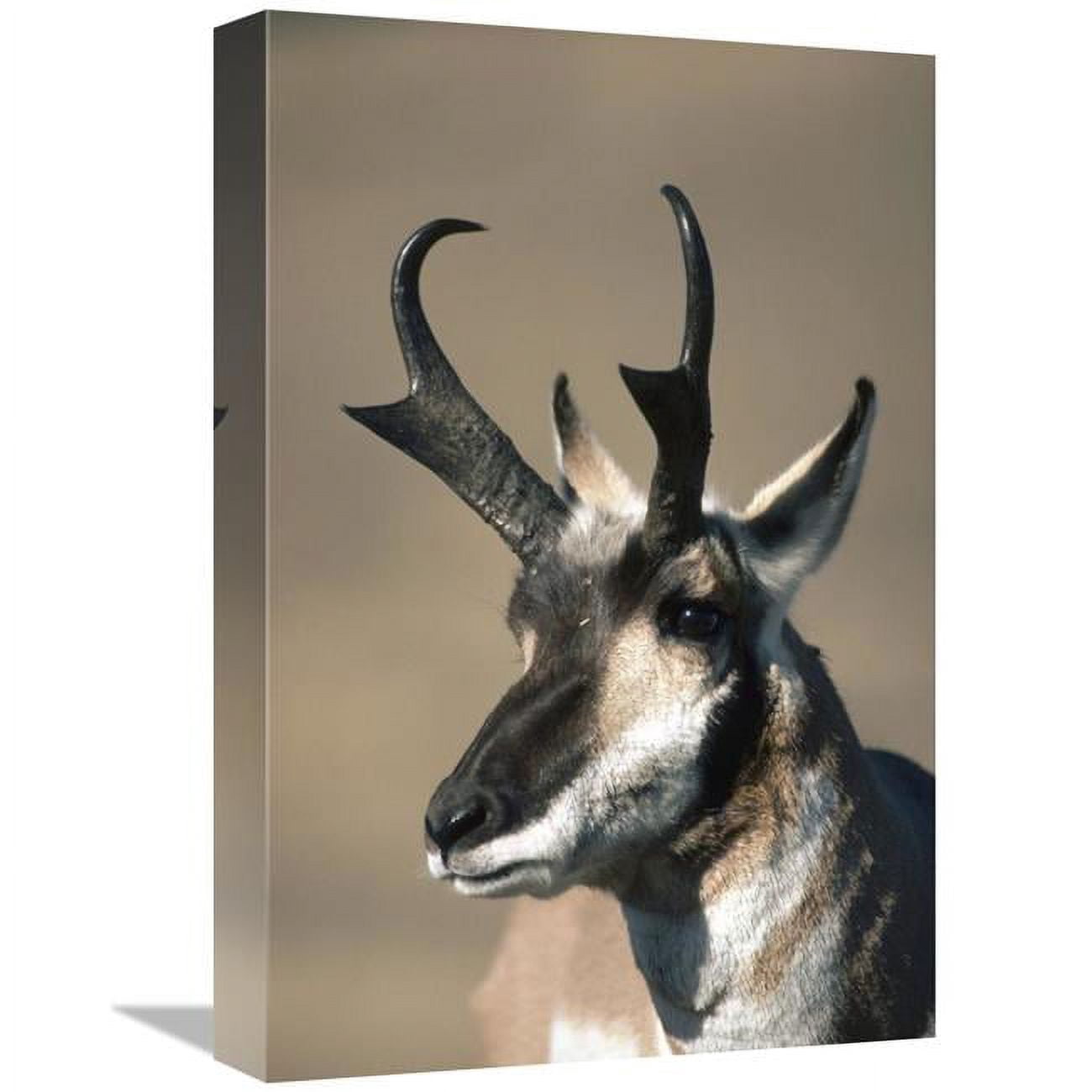 12 x 18 in. Pronghorn Antelope Portrait in the Fall, Montana Art Print ...