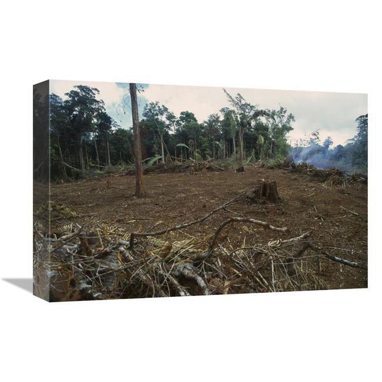 12 x 18 in. Rainforest Deforestation, French Guiana Art Print - Thomas ...