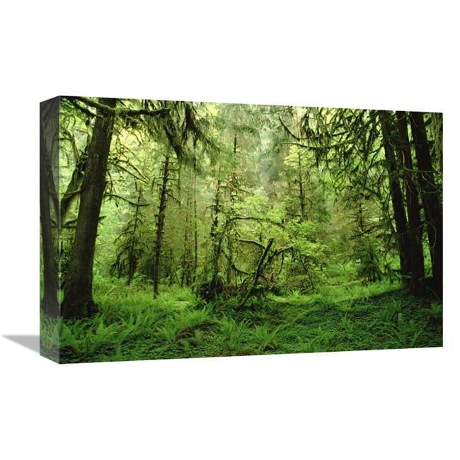 12 x 18 in. Rainforest, Hoh River Valley, Olympic National Forest ...