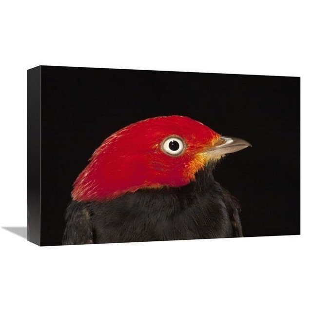 12 x 18 in. Red-Capped Manakin Male, Barro Colorado Island, Panama Art ...