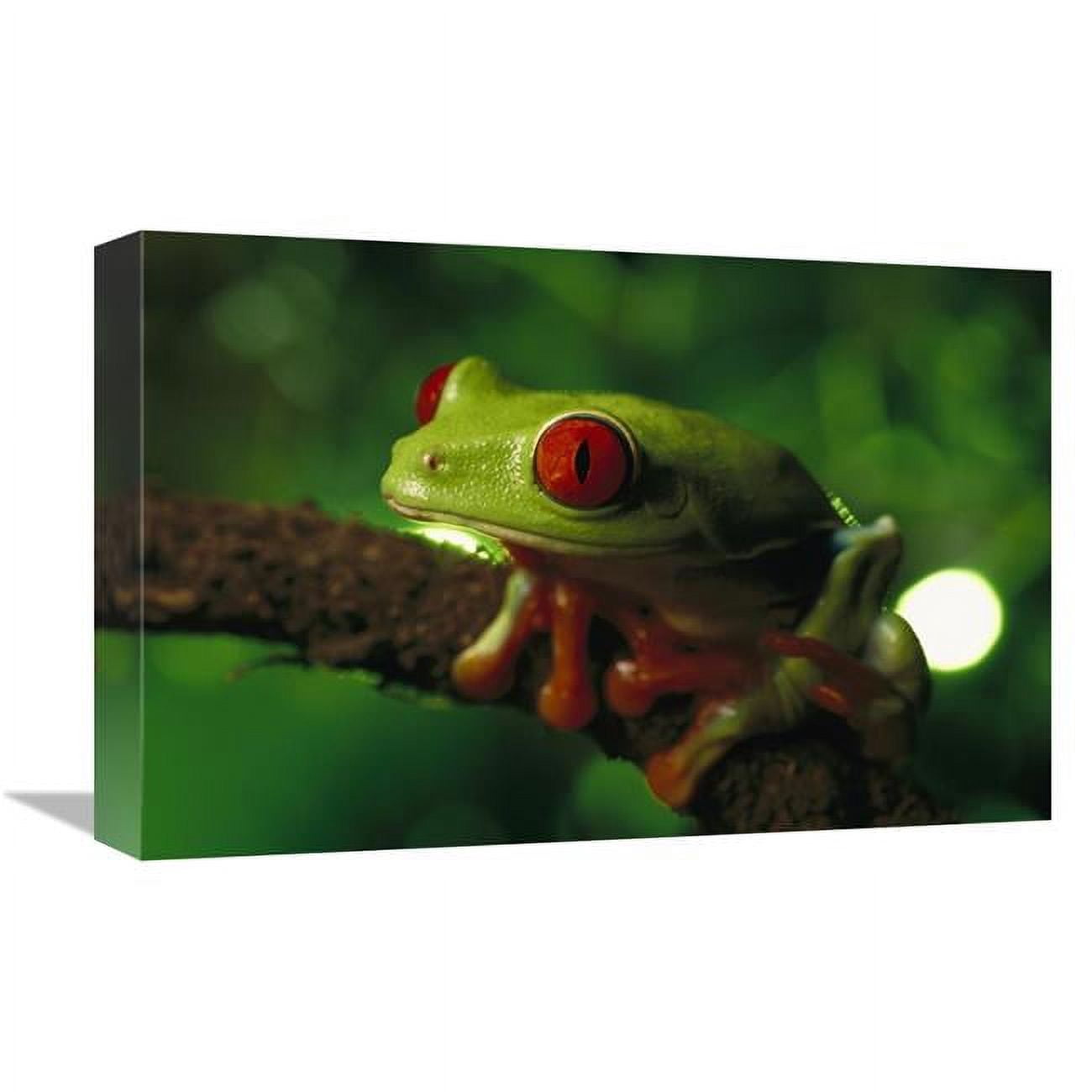 12 x 18 in. Red-Eyed Tree Frog Portrait Sitting on A Twig, Native to ...