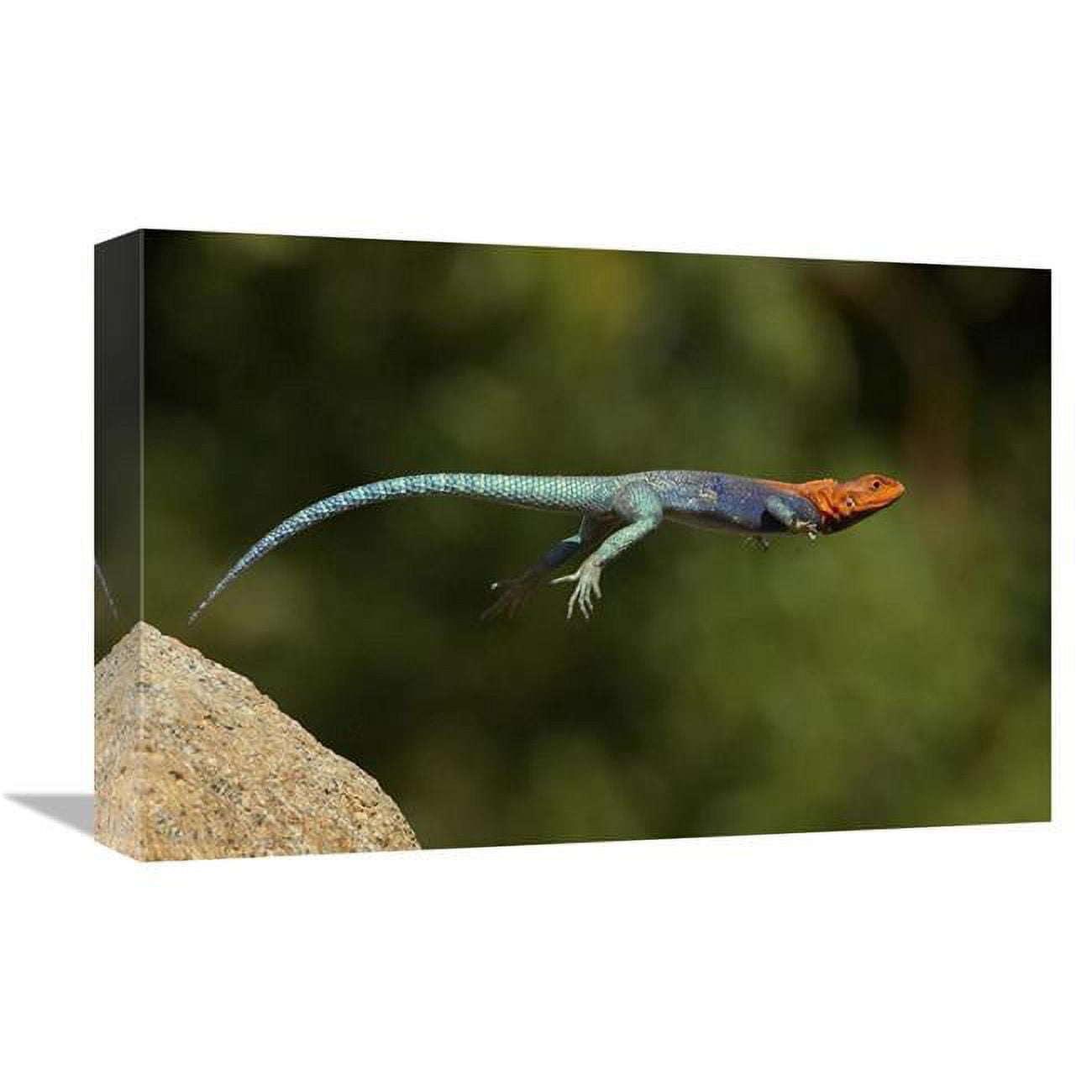 12 x 18 in. Red-Headed Rock Agama Male Lizard Jumping, Native to Africa ...
