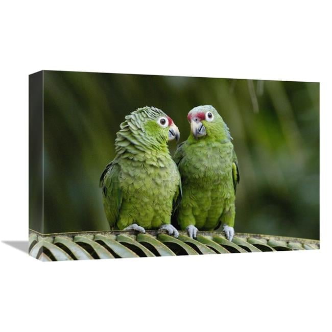 12 x 18 in. Red-Lored Parrot Pair Sitting on Branch, Ecuador Art Print ...