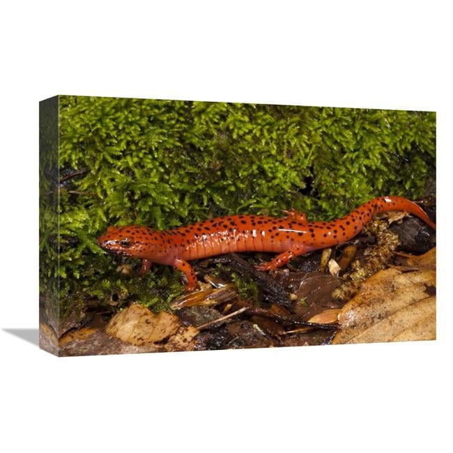12 x 18 in. Red Salamander, Native to the Southeastern United States ...
