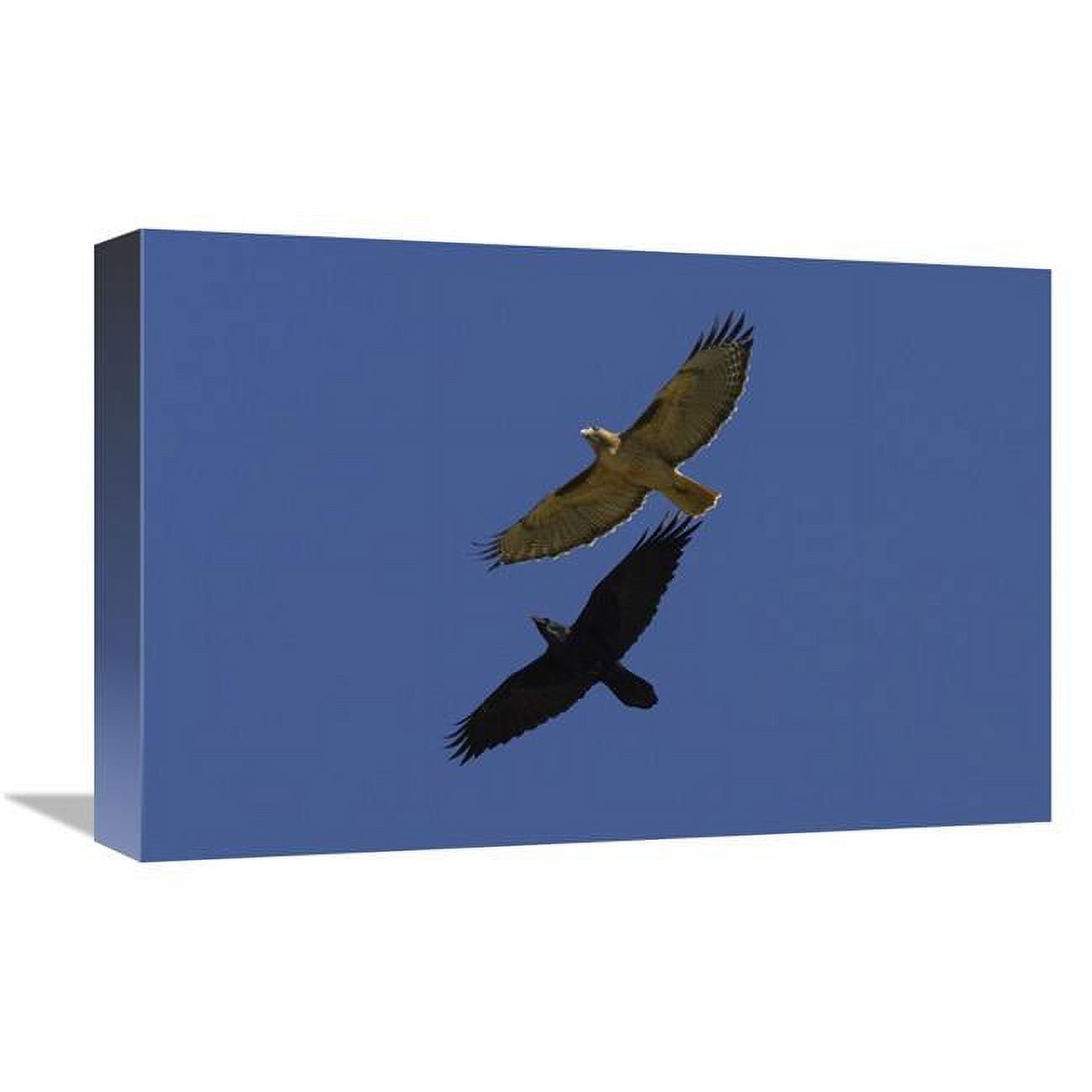 12 x 18 in. Red-Tailed Hawk & Common Raven Flying, North America Art ...